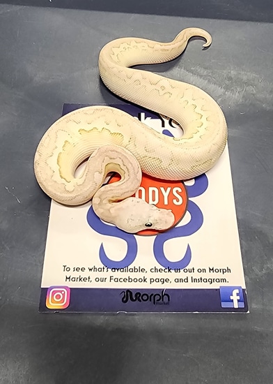 Black Pewter Lesser Spotnose Clown Poss Het Hypo Ball Python by Goodys ...