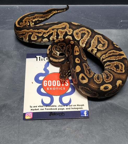 Black Pastel Specter Ball Python by Goodys Exotics