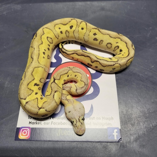 Firefly Red Stripe Clown Poss YB Ball Python by Goodys Exotics