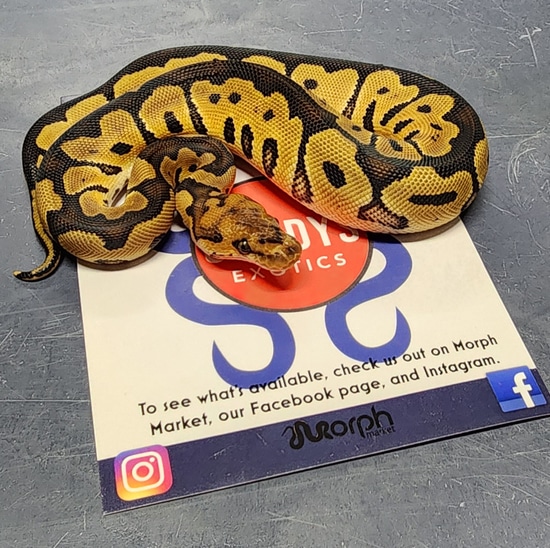 Clown Pos YB Ball Python by Goodys Exotics