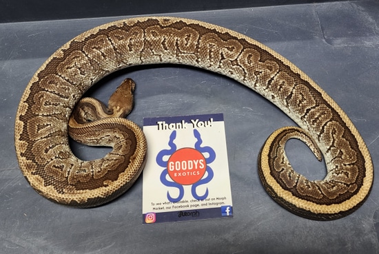 Phantom Pinstripe Gaia Ball Python by Goodys Exotics