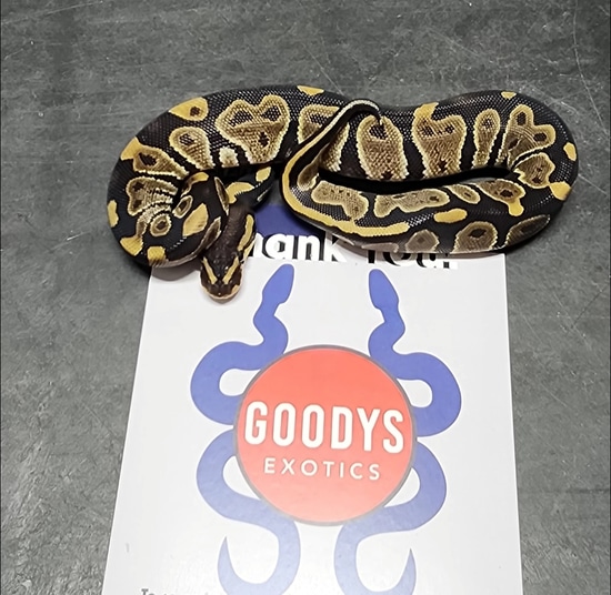 1.1 Pair Chocolate Het Ultramel Ball Python by Goodys Exotics