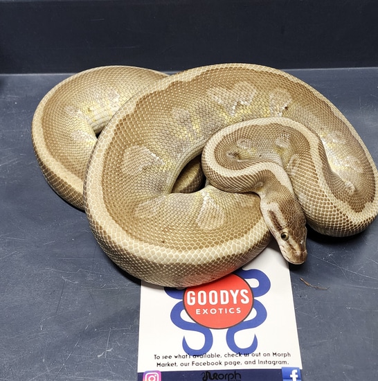 Soul Sucker Specter Ball Python by Goodys Exotics