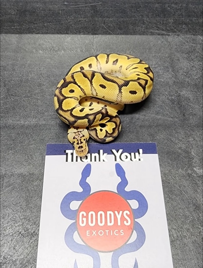 Clown Package 1 Ball Python by Goodys Exotics