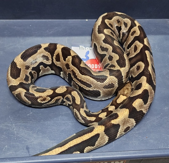 Leopard Vanilla Female With Pastel Enchi Lucifer Male Breeder Ball ...