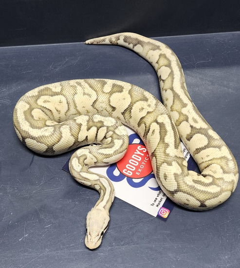 1.2 Hypo Adult Breeder Package Plus Ball Python by Goodys Exotics