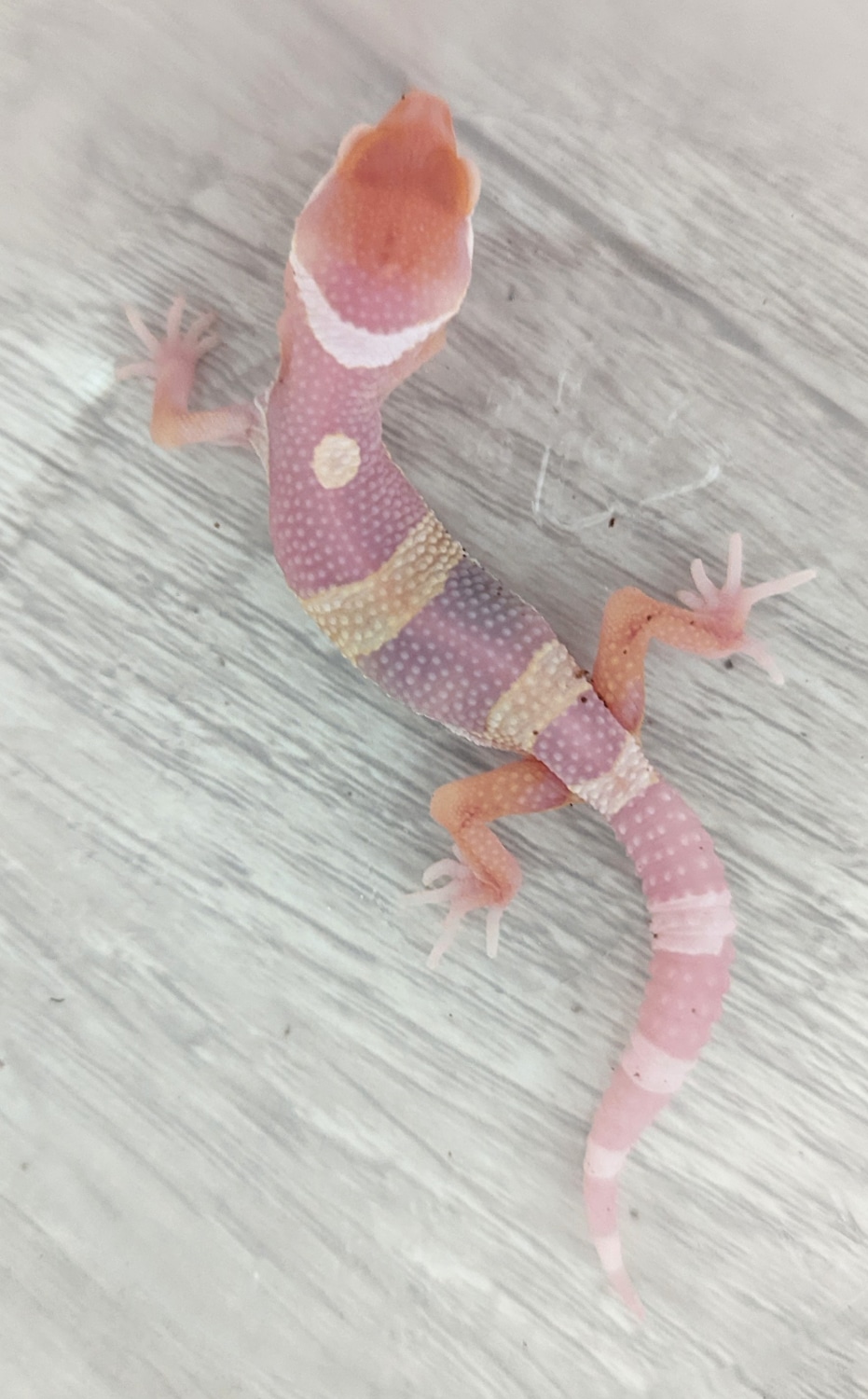 SG Super Tangelo X SG Osiris Sunglow Leopard Gecko by Wicked Geckos ...