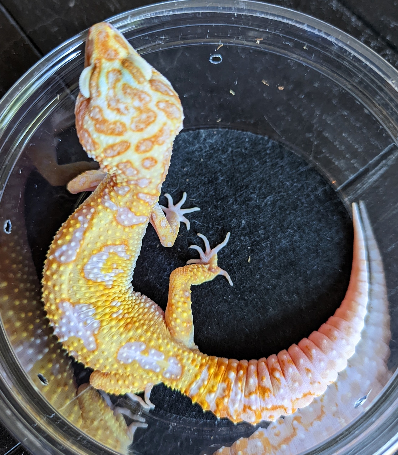 SG Tangelo Pastel Albino Leopard Gecko by Wicked Geckos - MorphMarket
