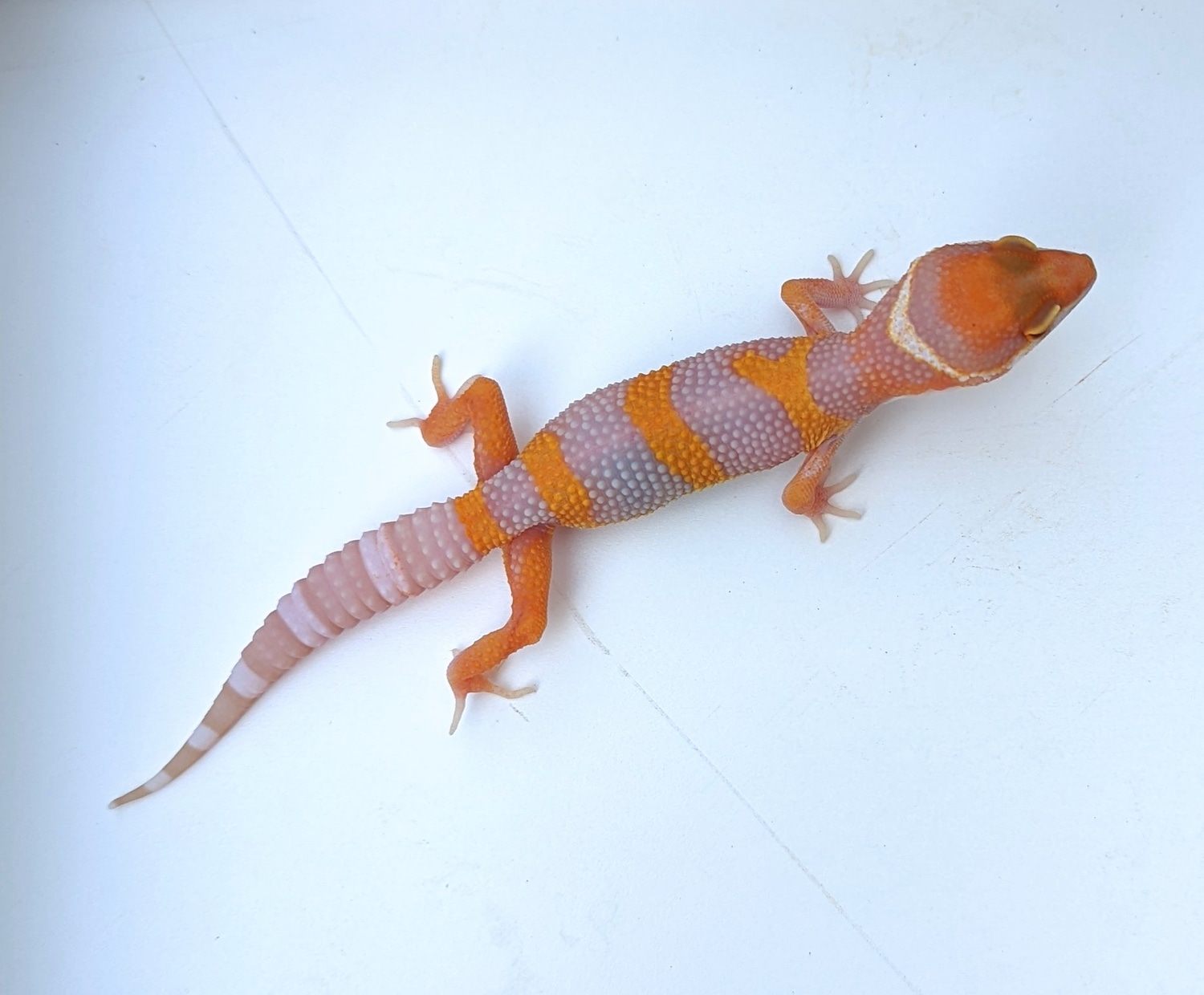 Supergiant Tangelo Leopard Gecko by Wicked Geckos - MorphMarket
