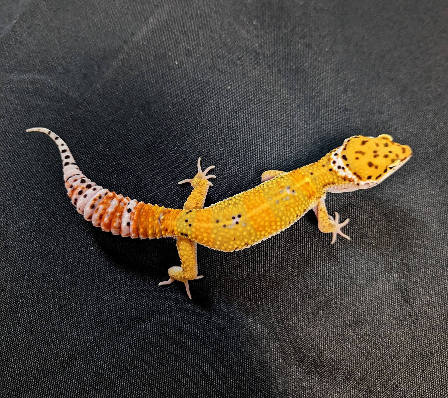 Giant Blood Emerine Leopard Gecko by Wicked Geckos - MorphMarket