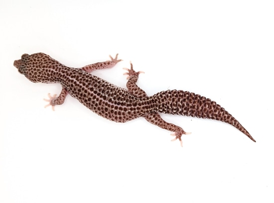 Super Snow Leopard Gecko by Wicked Geckos