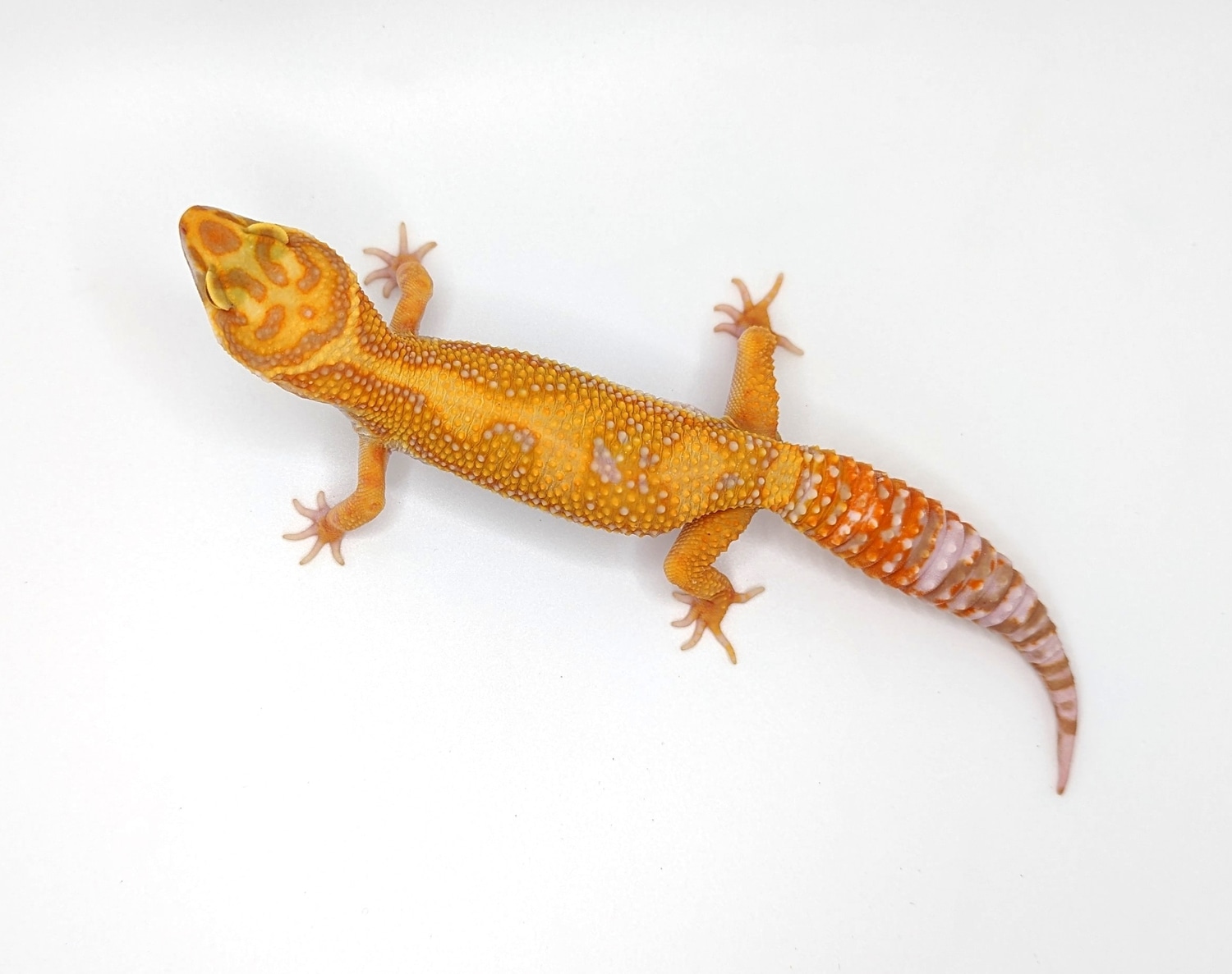Super Giant Tremper Albino Leopard Gecko by Wicked Geckos - MorphMarket