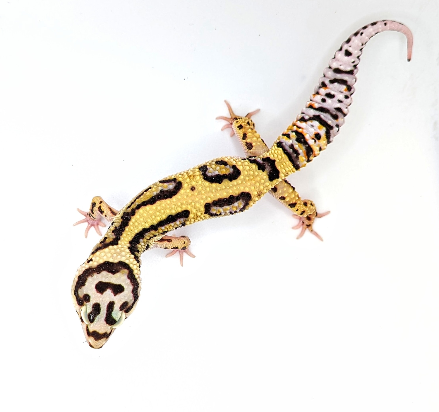 Bold Jungle Bandit Leopard Gecko by Wicked Geckos - MorphMarket