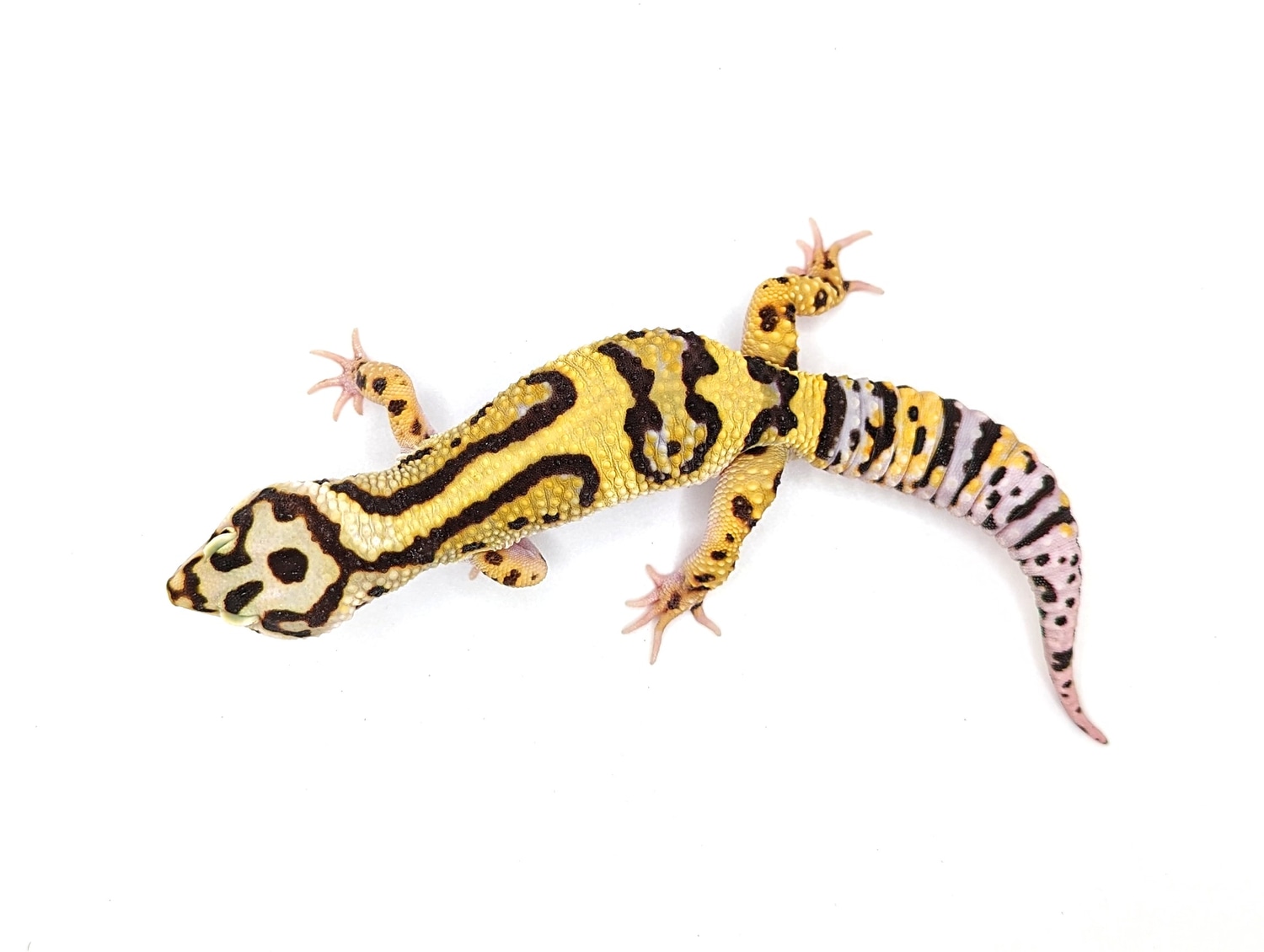 Bold Jungle Bandit Leopard Gecko by Wicked Geckos - MorphMarket