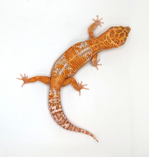 High Contrast Tangerine Tremper Leopard Gecko by Wicked Geckos