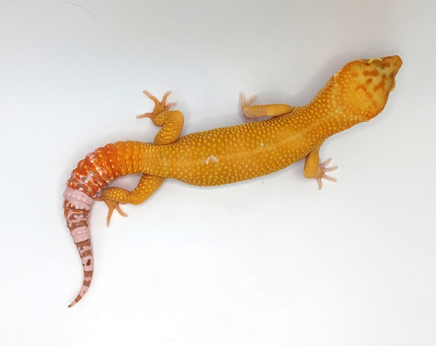 Super Giant Tremper Sunglow Leopard Gecko by Wicked Geckos - MorphMarket