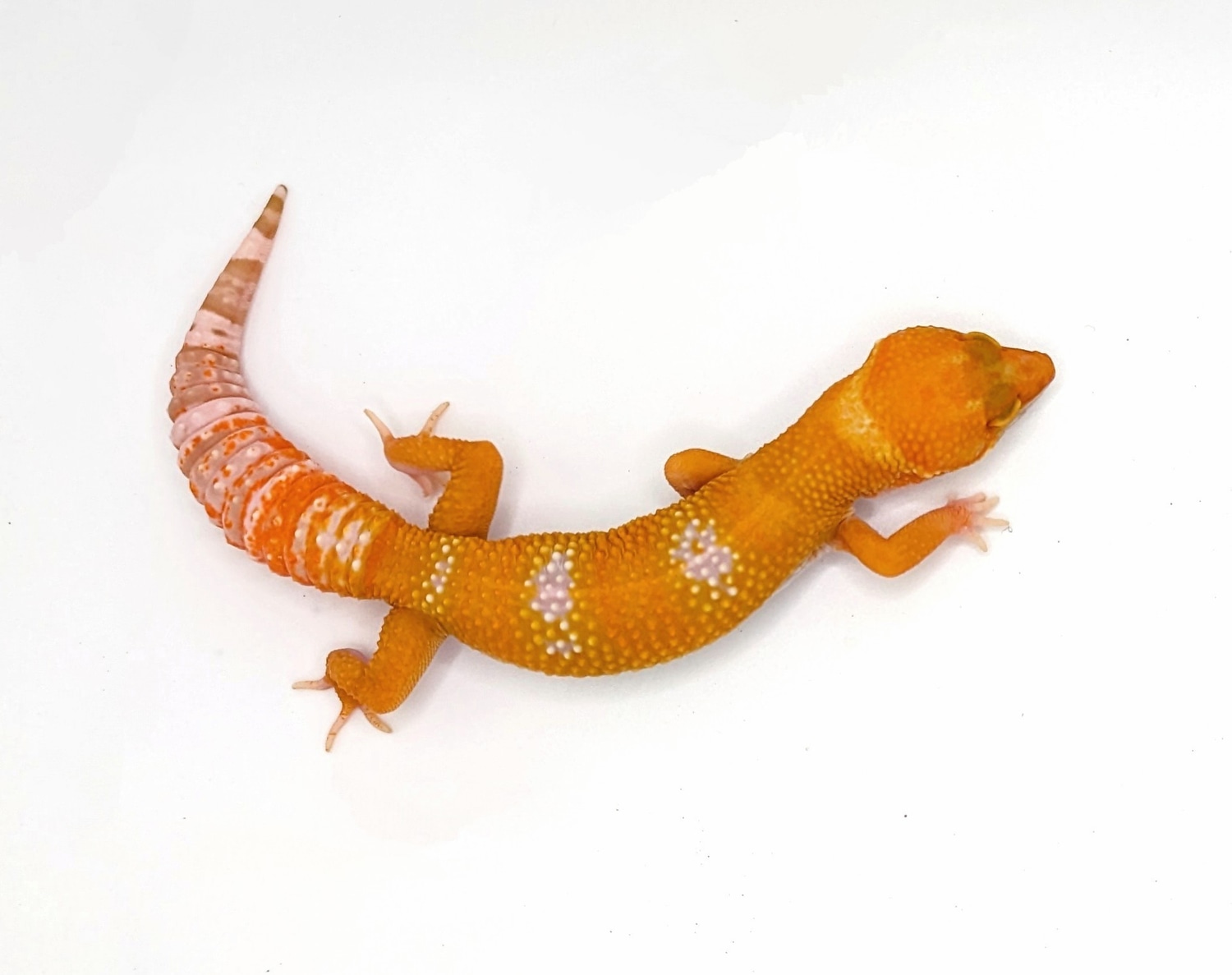 Super Giant Tangelo Leopard Gecko by Wicked Geckos - MorphMarket