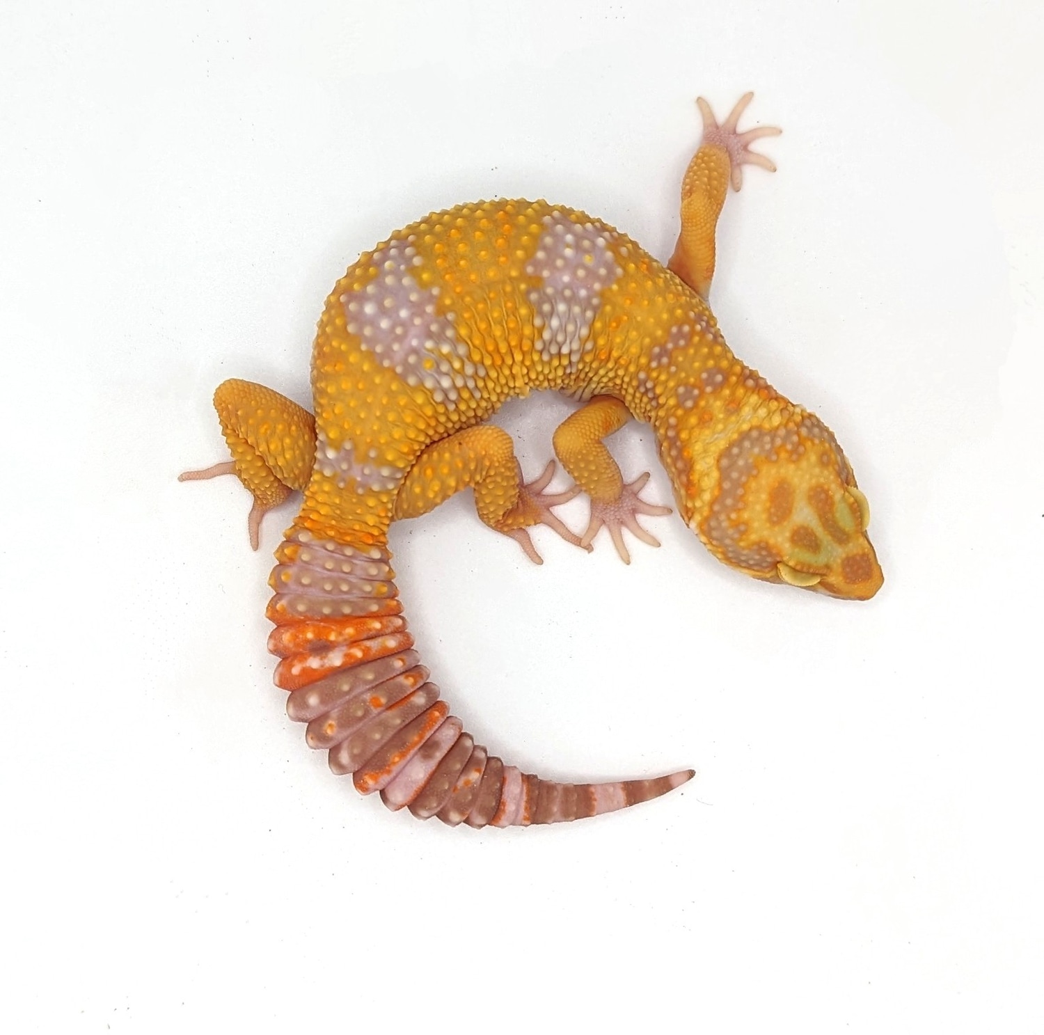 Super Giant Tangelo Pastel Leopard Gecko by Wicked Geckos - MorphMarket