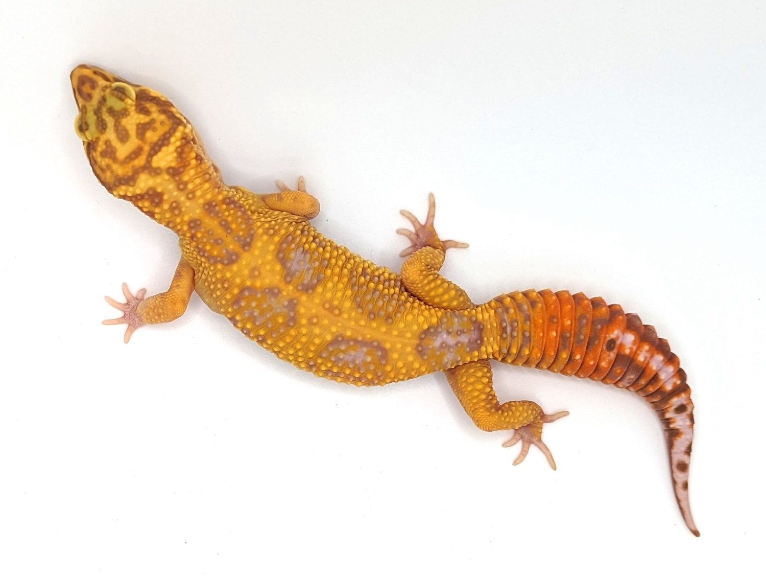 Super Giant Tangelo Pastel Leopard Gecko by Wicked Geckos - MorphMarket