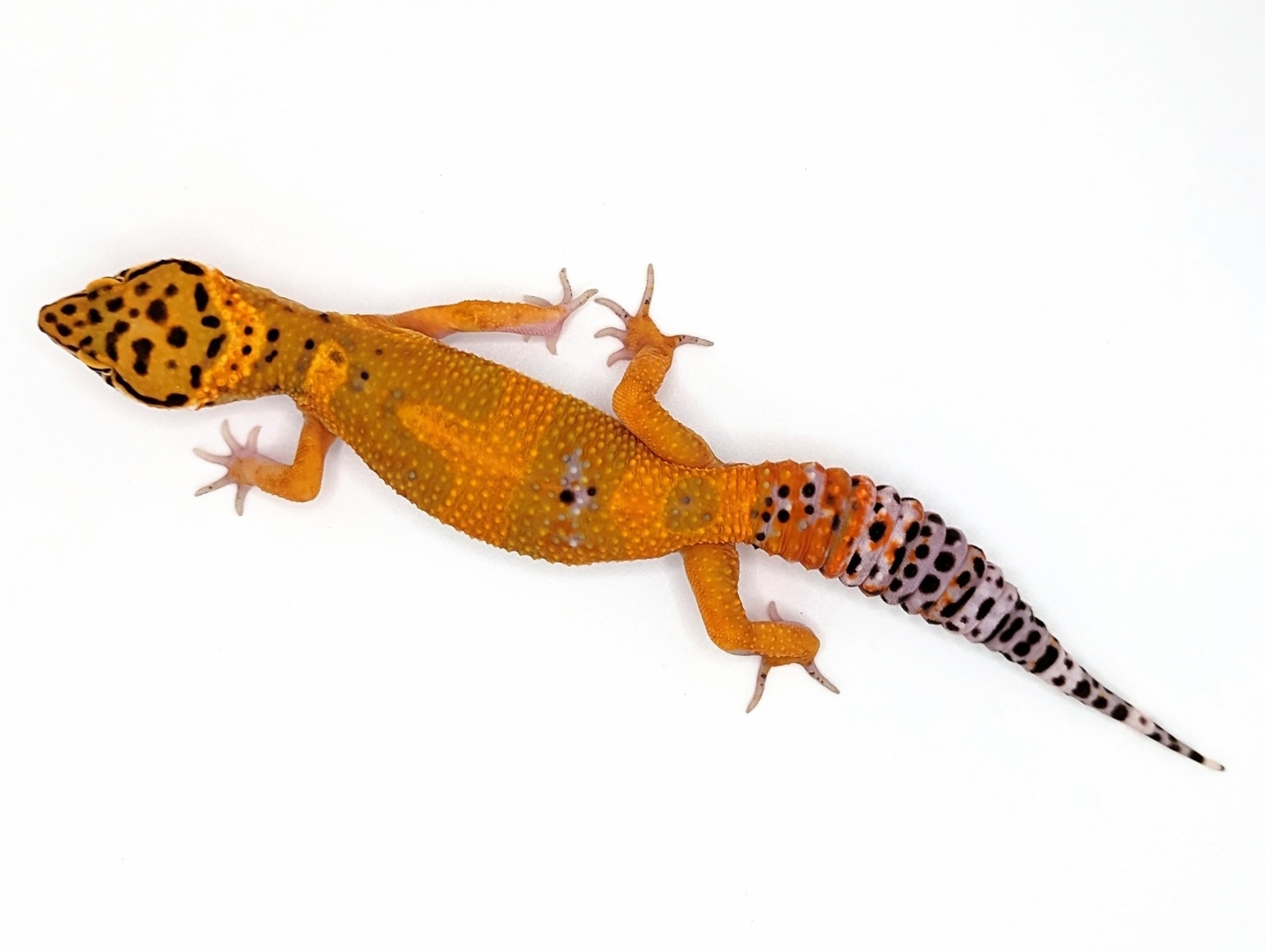 Super Giant Blood Emerine Leopard Gecko by Wicked Geckos - MorphMarket