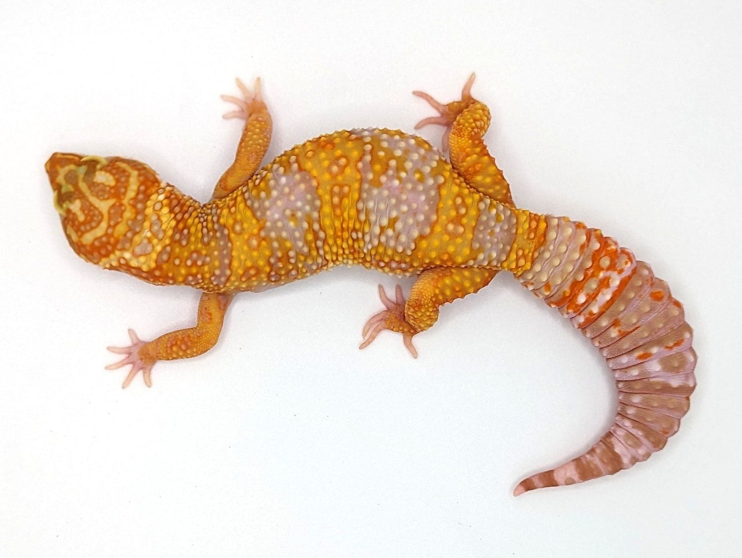 SG Tangerine Tremper Albino Leopard Gecko by Wicked Geckos - MorphMarket