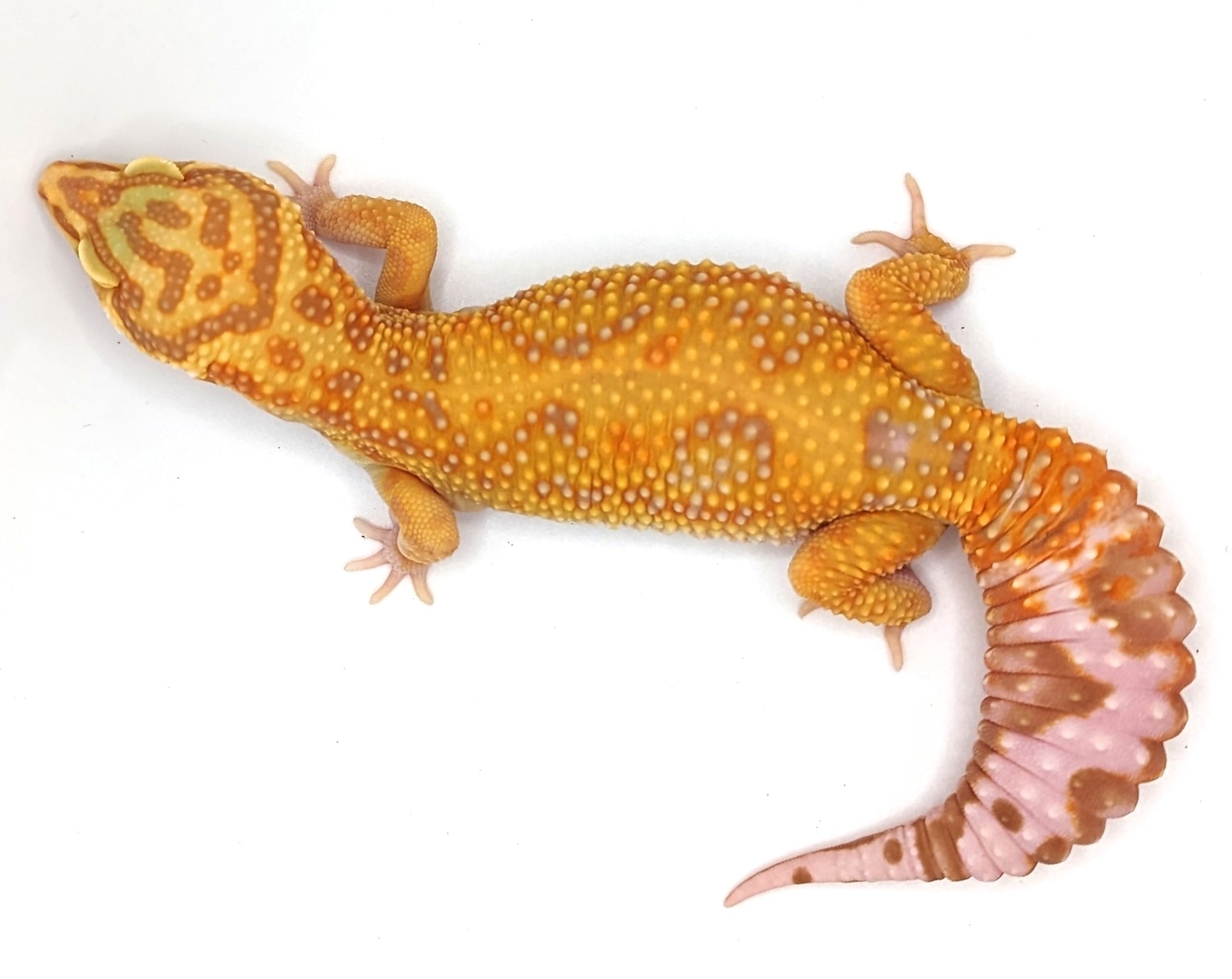 Super Giant Tangelo Pastel Leopard Gecko by Wicked Geckos - MorphMarket