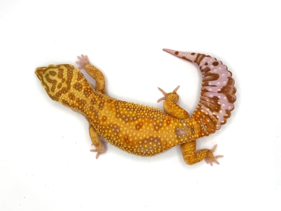 Super Giant Tangelo Pastel Leopard Gecko by Wicked Geckos