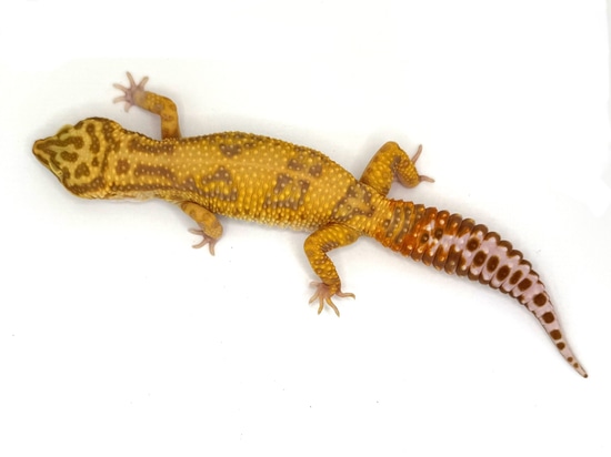 Super Giant Tangelo Pastel Leopard Gecko by Wicked Geckos