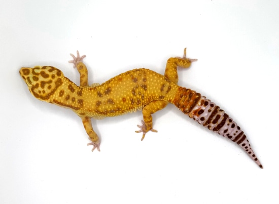 Super Giant Tangelo Pastel Leopard Gecko by Wicked Geckos