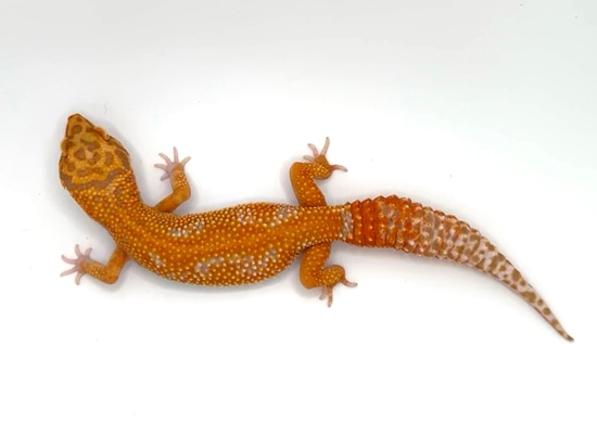 Red Diamond Leopard Gecko by Wicked Geckos
