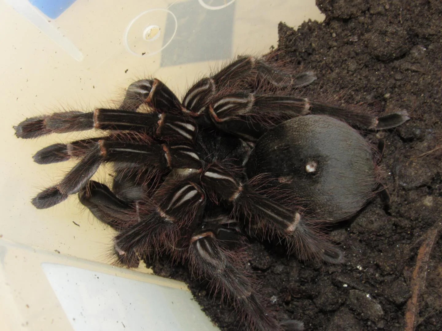Theraphosa Blondi, Stirmi And Apophysis LARGE Adult Females! Tarantula ...