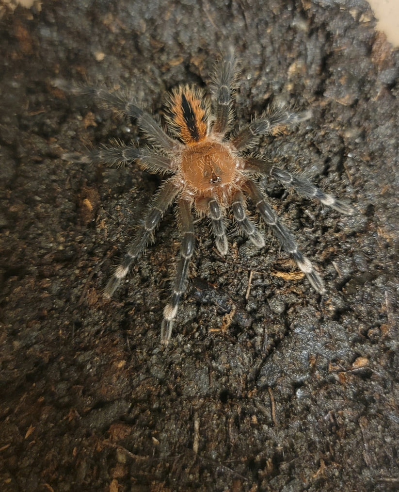 Kankuomo Marquezi (Colombian Firecracker) Tarantula by Wicked Webz ...