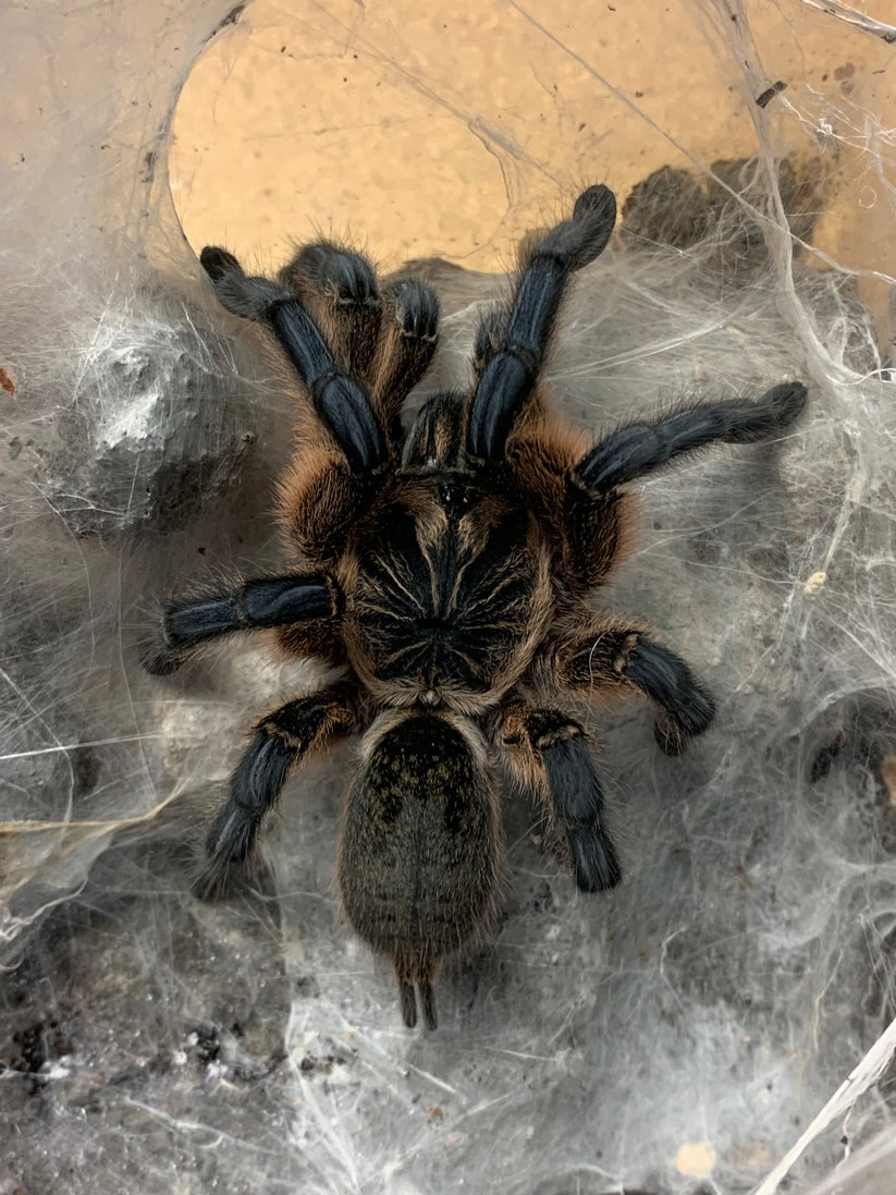 Harpactira Pulchripes (Golden Blue Leg Baboon) 2.5-3" Female Tarantula ...