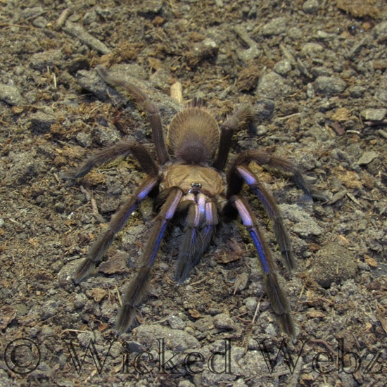 Chilobrachys Sp. "Electric Blue" Adult Female Tarantula by Wicked Webz ...