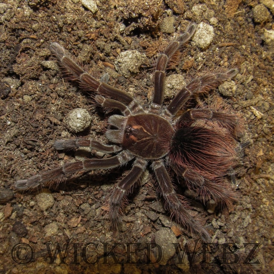 Pamphobeteus Affinis II Nigricolor (Colombia) Juvenile Females ...