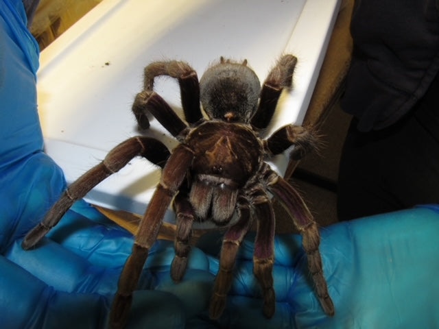 Pamphobeteus Insignis (True Colombian Purple Bloom) Large Adult Female ...