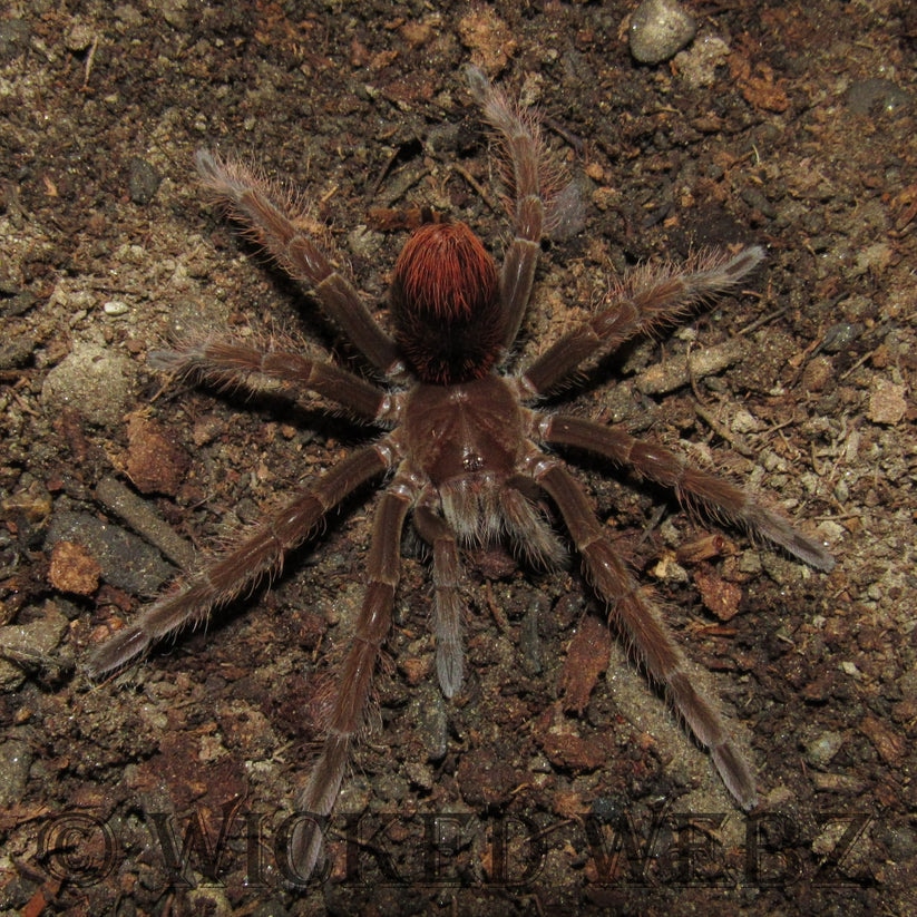 Pamphobeteus Sp. "Chicken Spider" Tarantula by Wicked Webz Tarantulas ...