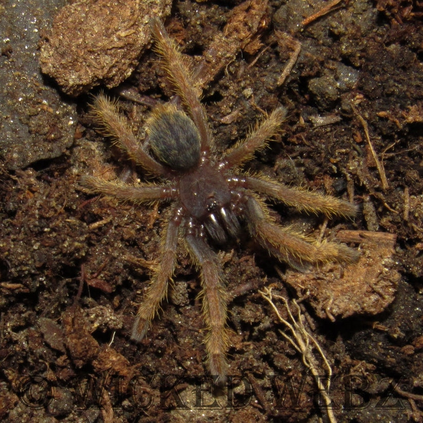Ornithoctoninae Sp. "Vietnam Silver" Tarantula by Wicked Webz ...