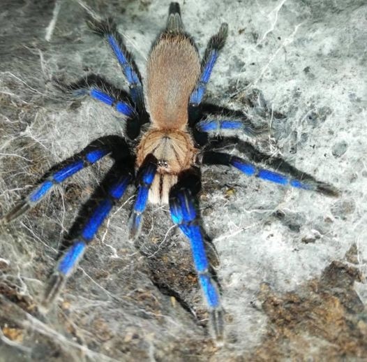 Birupes Simoroxigorum Tarantula by Wicked Webz Tarantulas - MorphMarket