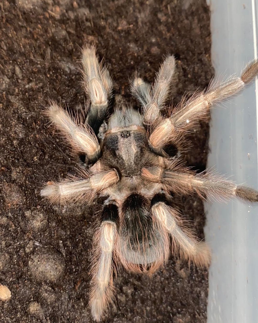 Lasiodorides Polycuspalatus (Peruvian Blonde) Adult Female Tarantula by ...