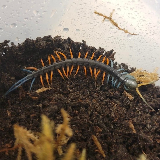 Scolopendra Sp. "Malaysian Jewel" (Highland Malaysian Jewel CB Plings ...