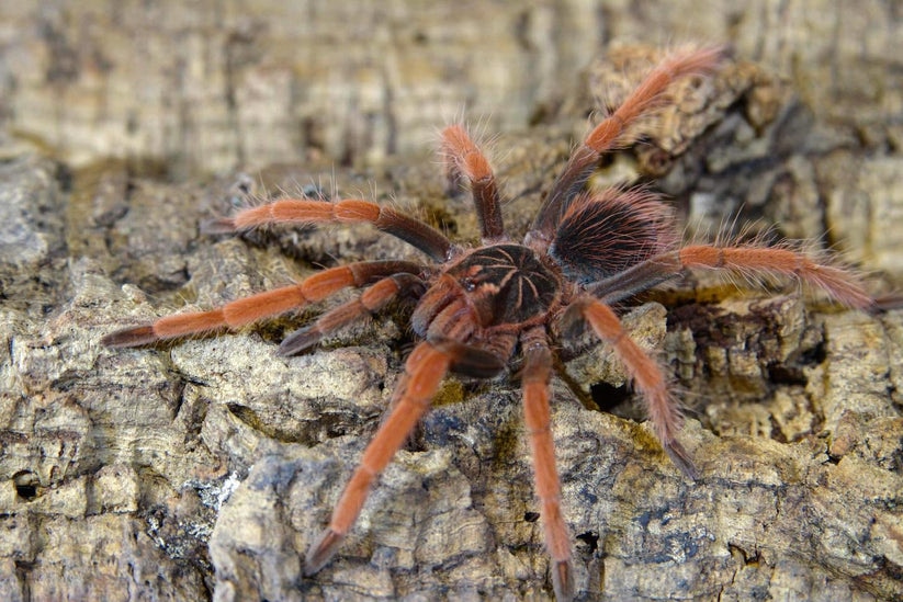 Pamphobeteus Sp. "Solaris" (Colombian Pink Sunburst/Crimson Eclipse) 3. ...