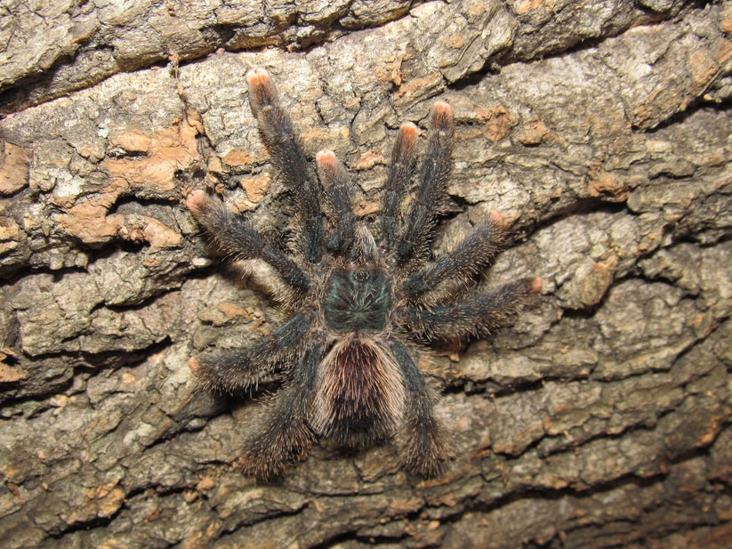 Avicularia Avicularia Morphotype 6 (Ex-Metallica) Adult Female ...