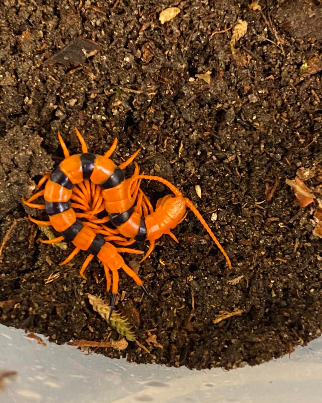 Scolopendra Hardwickei (Indian Tiger Centipede) 5-6" Sub Adult by ...