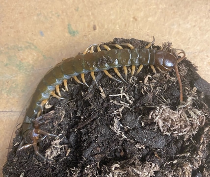 Scolopendra Hardwickei (Indian Tiger ) 5-6" Sub Adult Centipede by ...