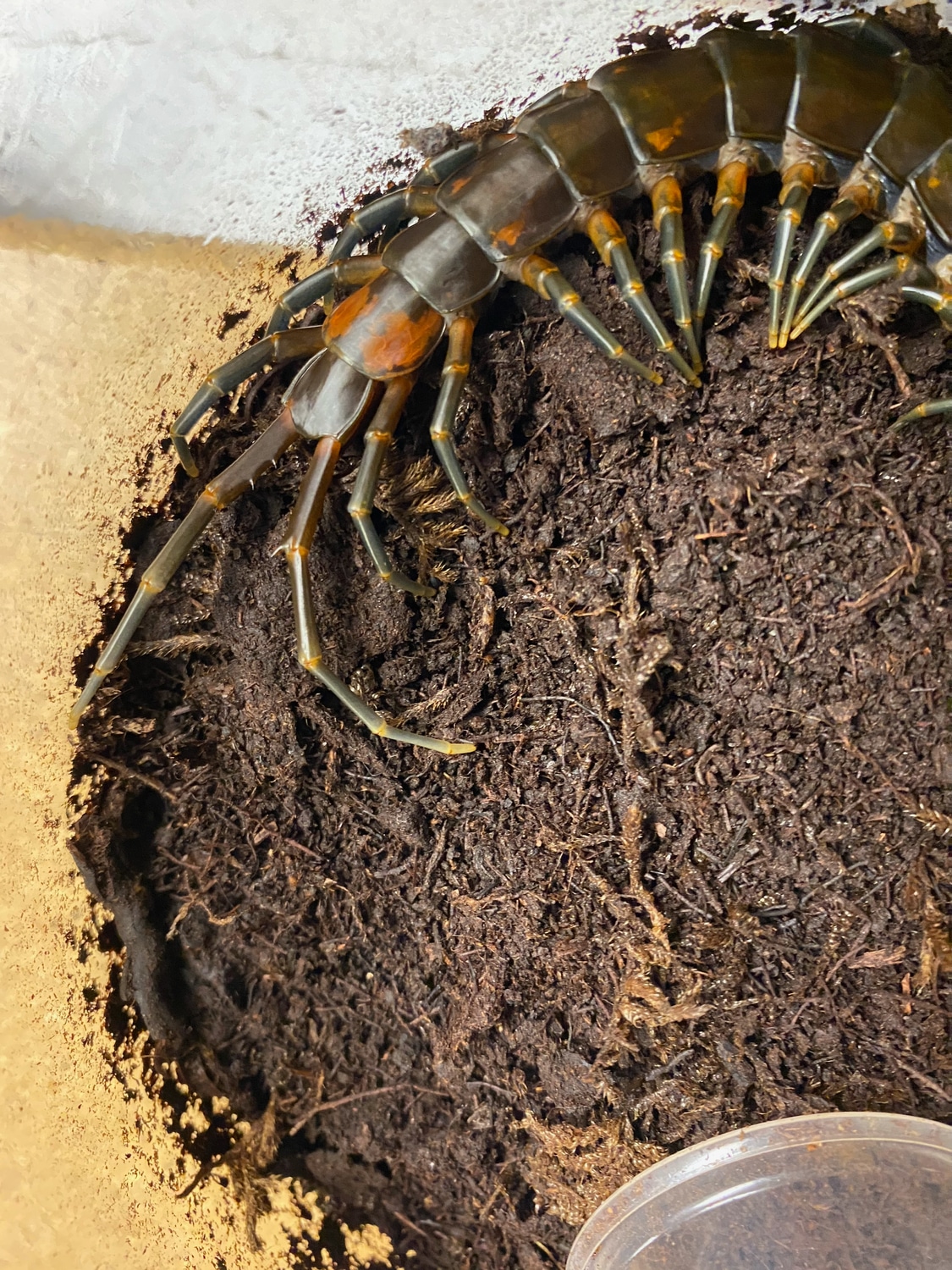 Scolopendra Cf Subspinipes "Toraja Black" - Very Rare - One Female ...