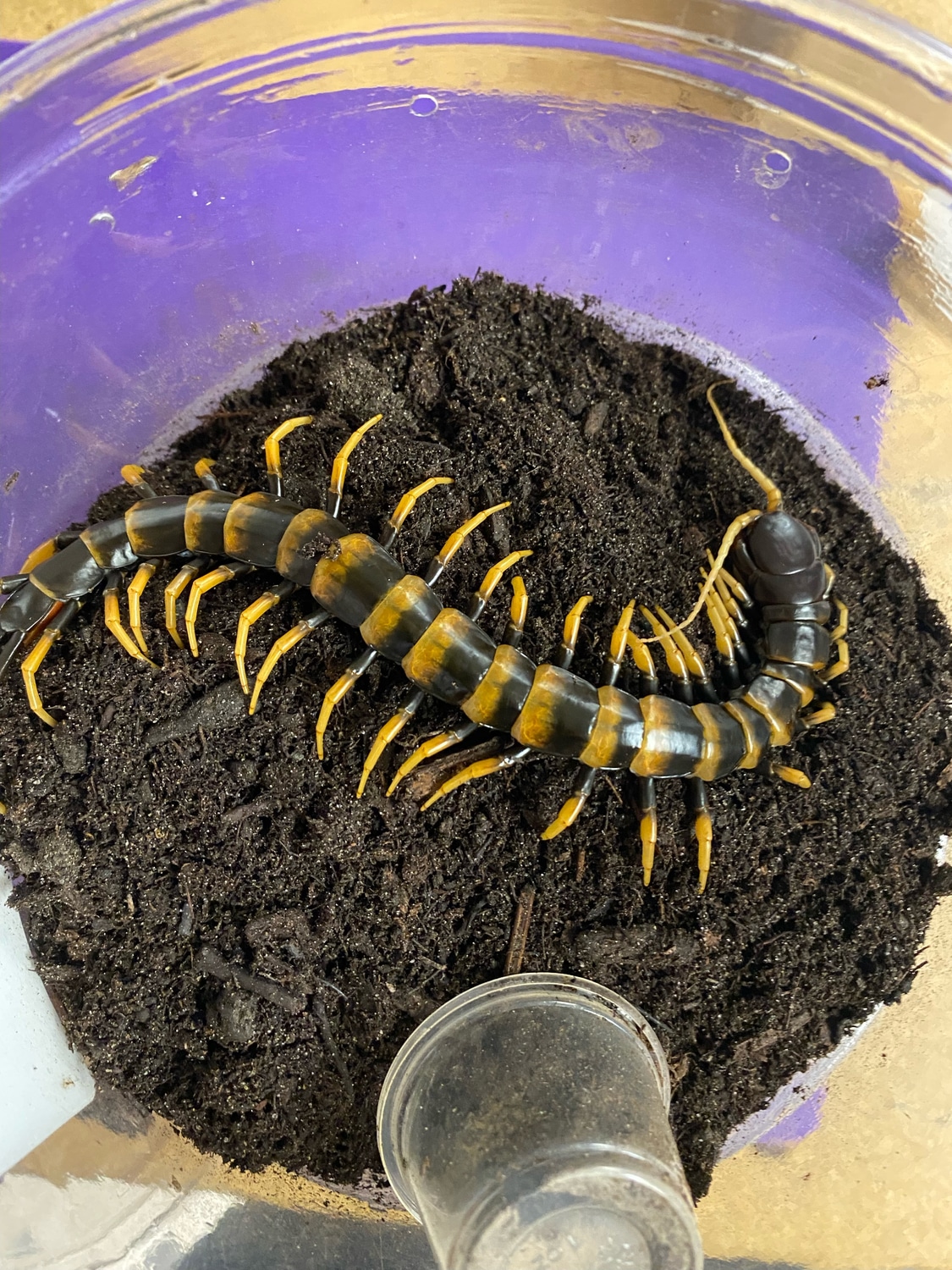Scolopendra Cf. Subspinipes "Sulawesi" - One Female Available ...