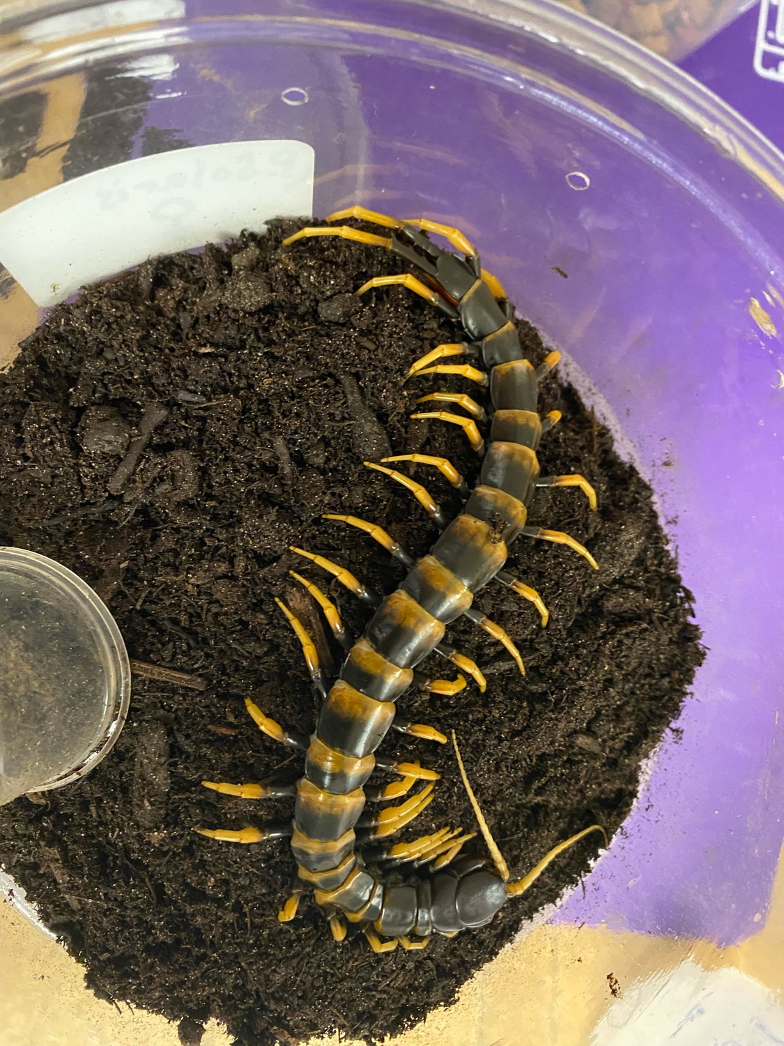 Scolopendra Cf. Subspinipes "Sulawesi/Piceoflava" Centipede by Wicked ...