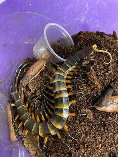 Scolopendra Cf. Subspinipes "Toraja" - Very Rare One Female Available ...