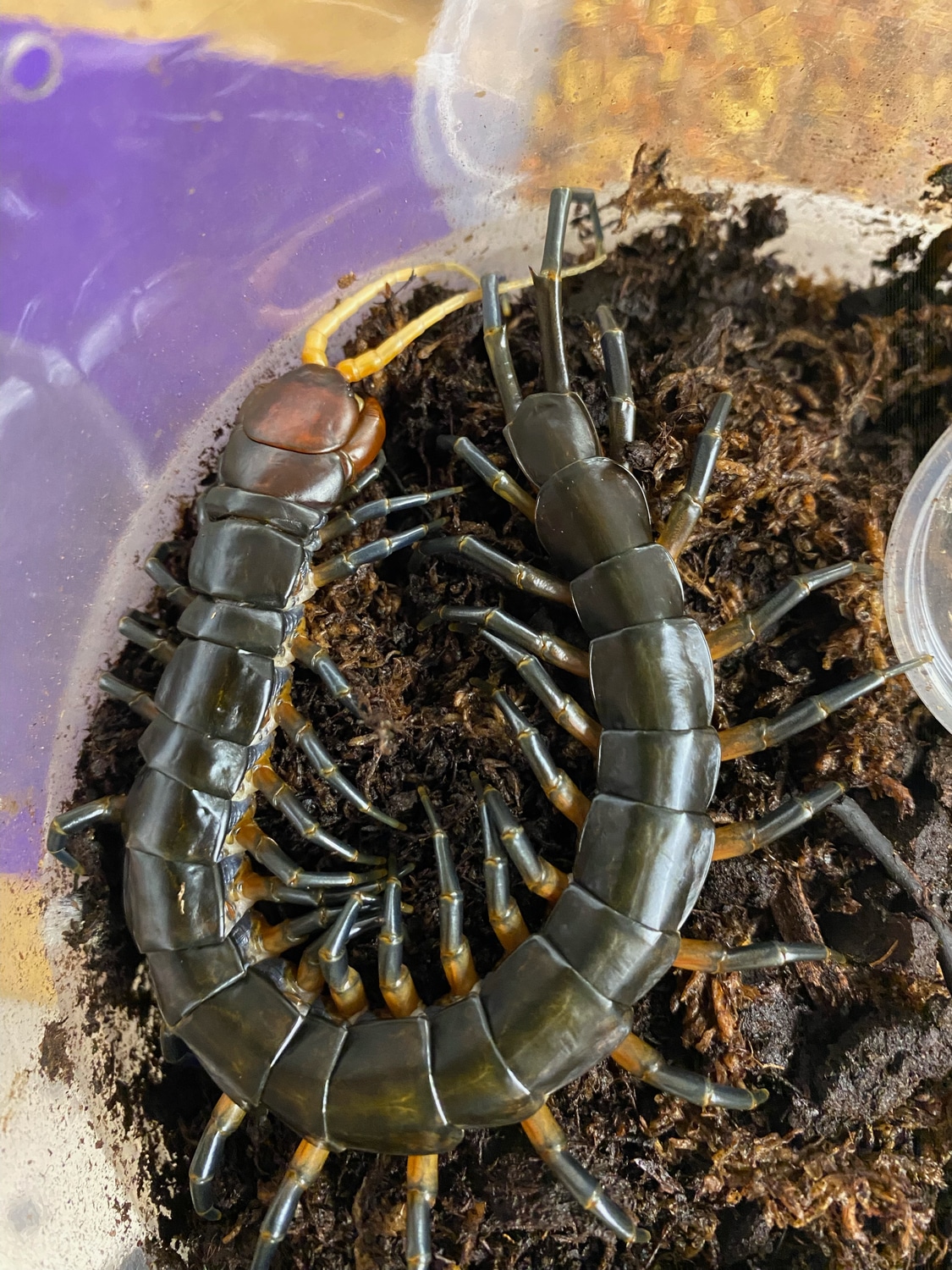 Scolopendra Cf Subspinipes "Buton Black" Centipede by Wicked Webz Tarantulas - MorphMarket